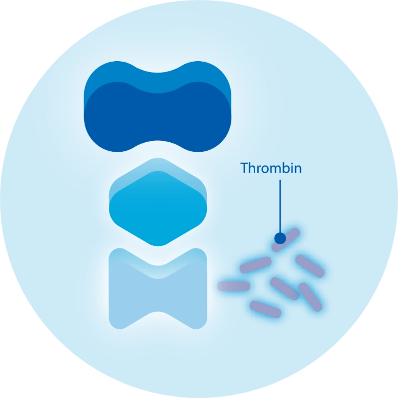 Clotting Cascade: How Blood Clots Form
