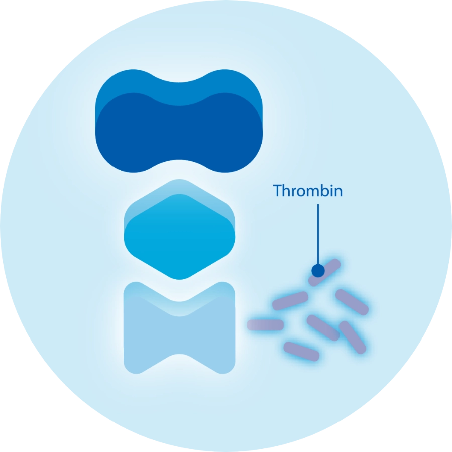Clotting Cascade: How Blood Clots Form